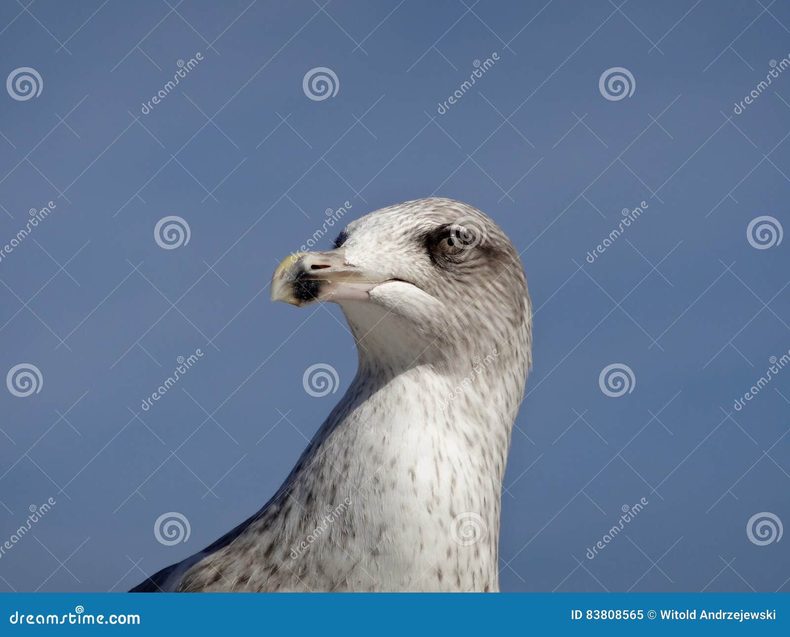 Seagull eye stock image. Image of freedom, seagull, flight - 83808565