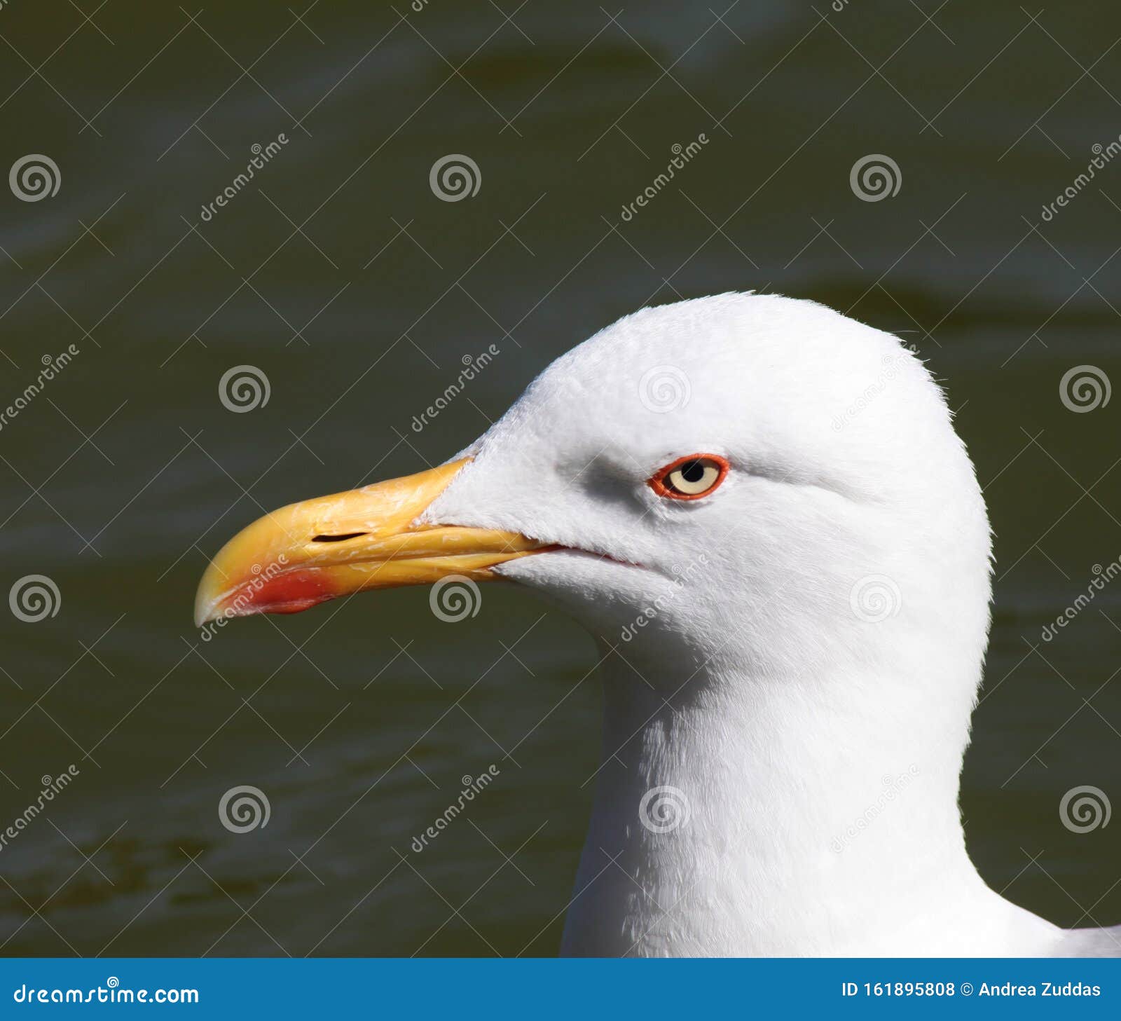 Seagull eye like an eagle stock photo. Image of goose - 161895808