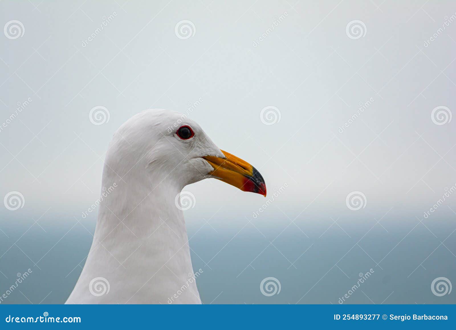 Seagull Face Standing in Front of the Sea Stock Image - Image of beauty ...