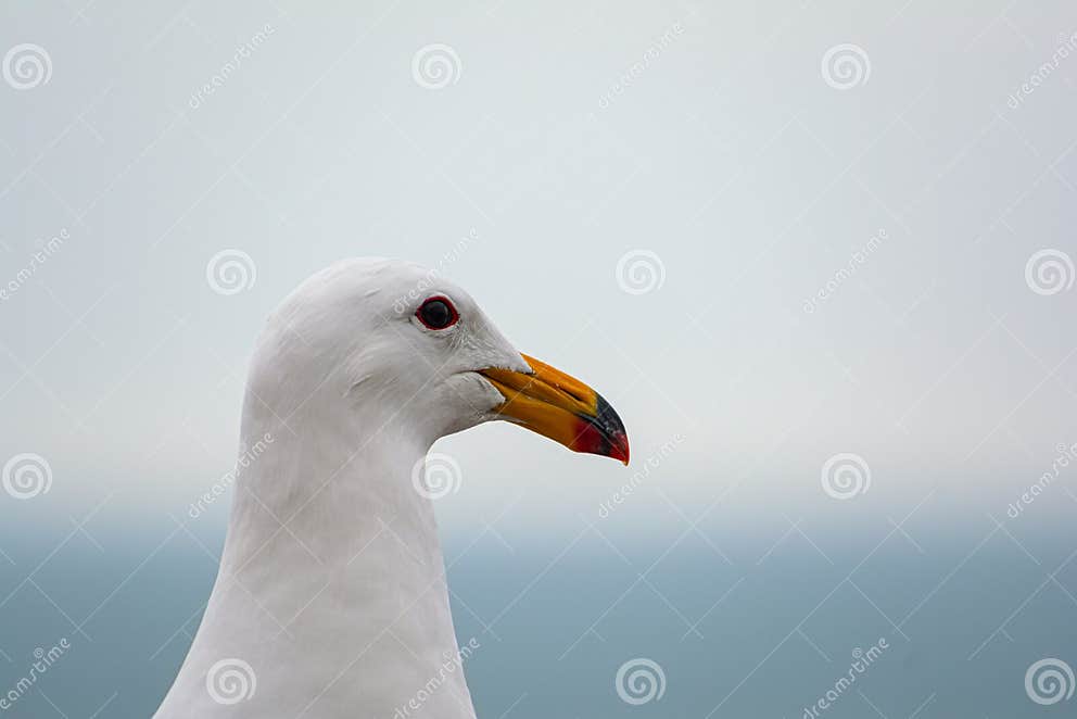Seagull Face Standing in Front of the Sea Stock Image - Image of beauty ...