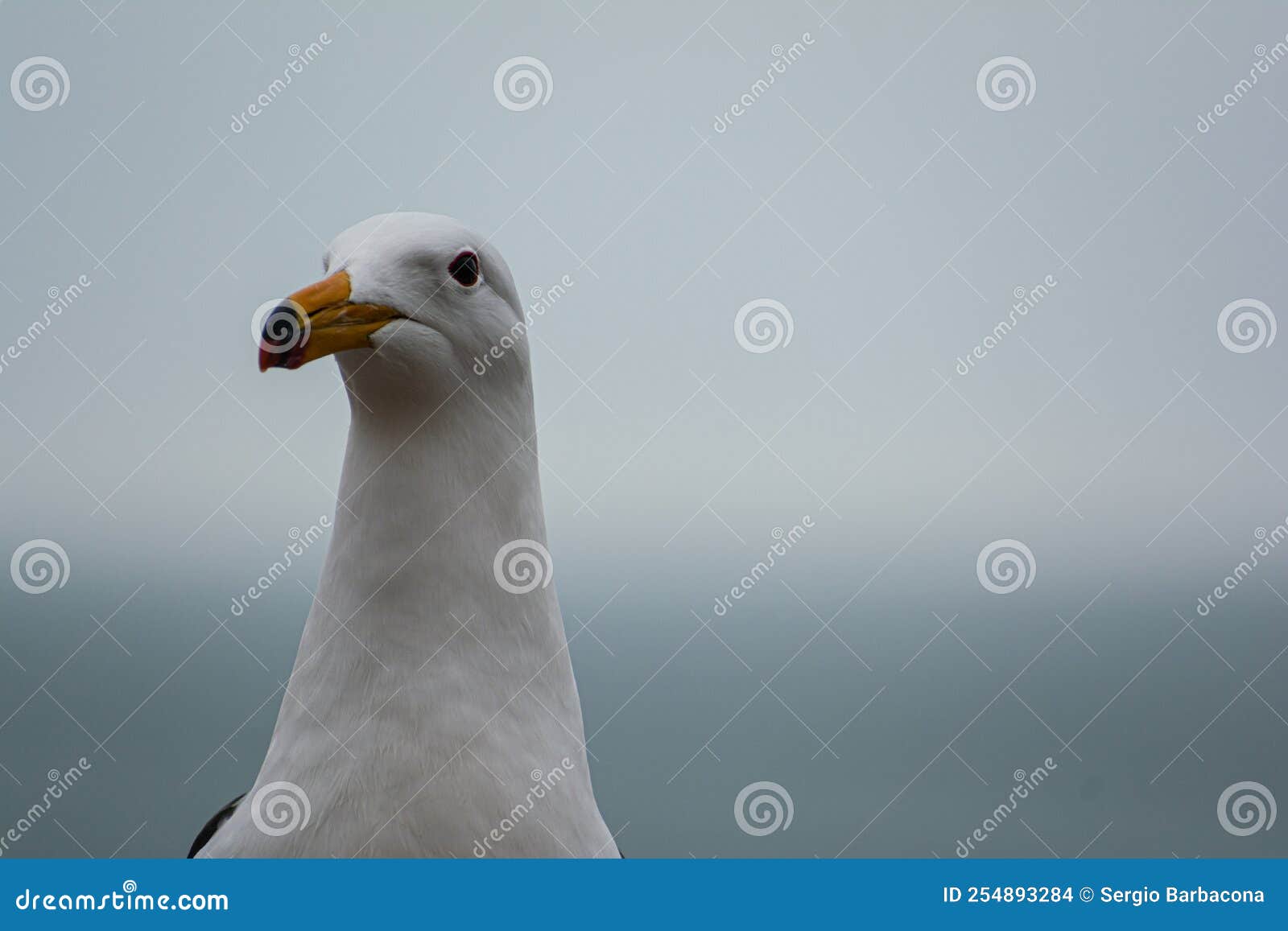 Seagull Face Standing in Front of the Sea Stock Photo - Image of ...