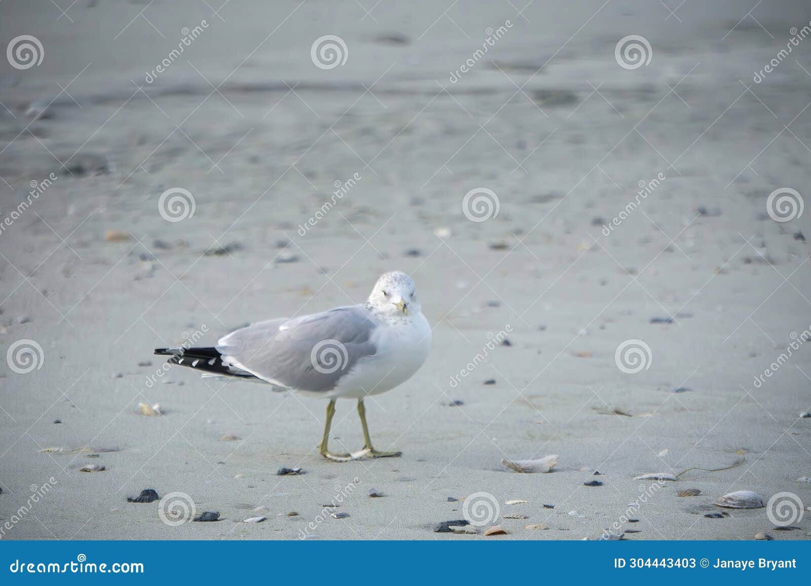 Seagull facing forward stock image. Image of shoreline - 304443403