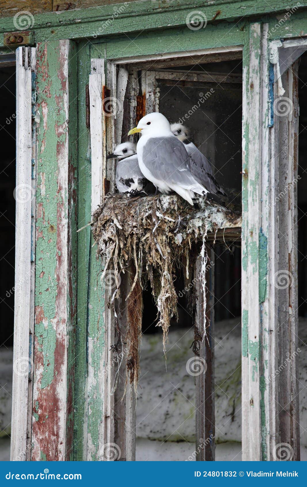 Seagull family stock photo. Image of tridactyla, colony - 24801832