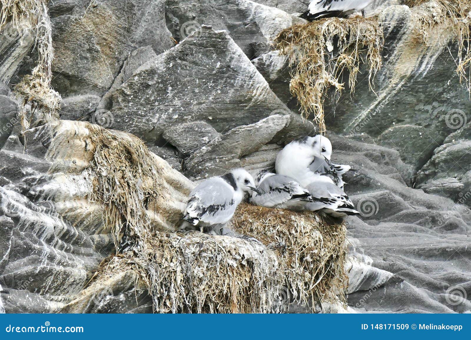 Seagull Family Nesting in the Rocks in Hellnar, Snaefellsnes Peninsula ...