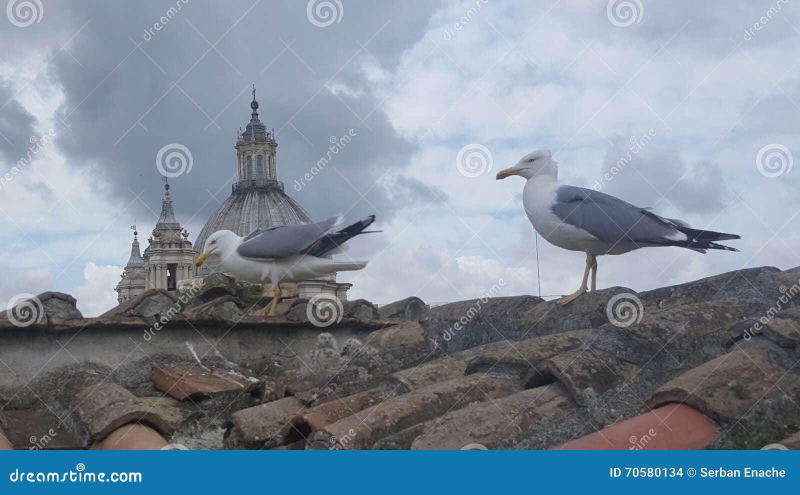 Seagull Family on the Rooftops of Rome Stock Photo - Image of side ...
