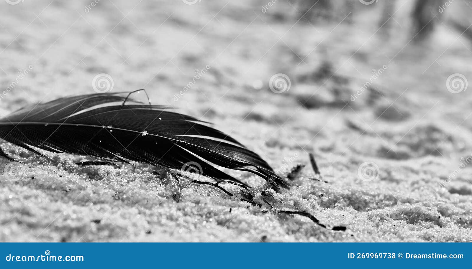 Seagull Feather Caught by the Waves and Left Behind Stock Photo - Image ...