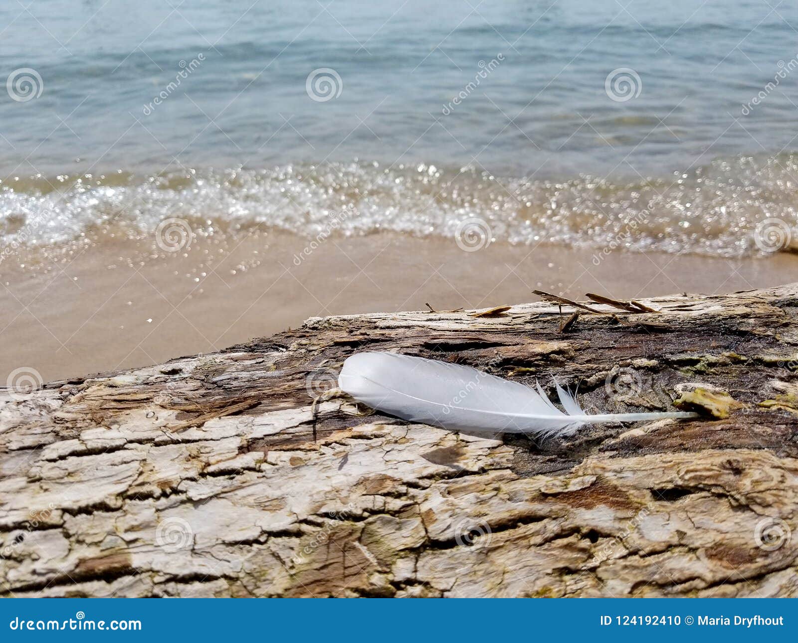 Seagull Feather on Driftwood Stock Photo - Image of texture, brown ...
