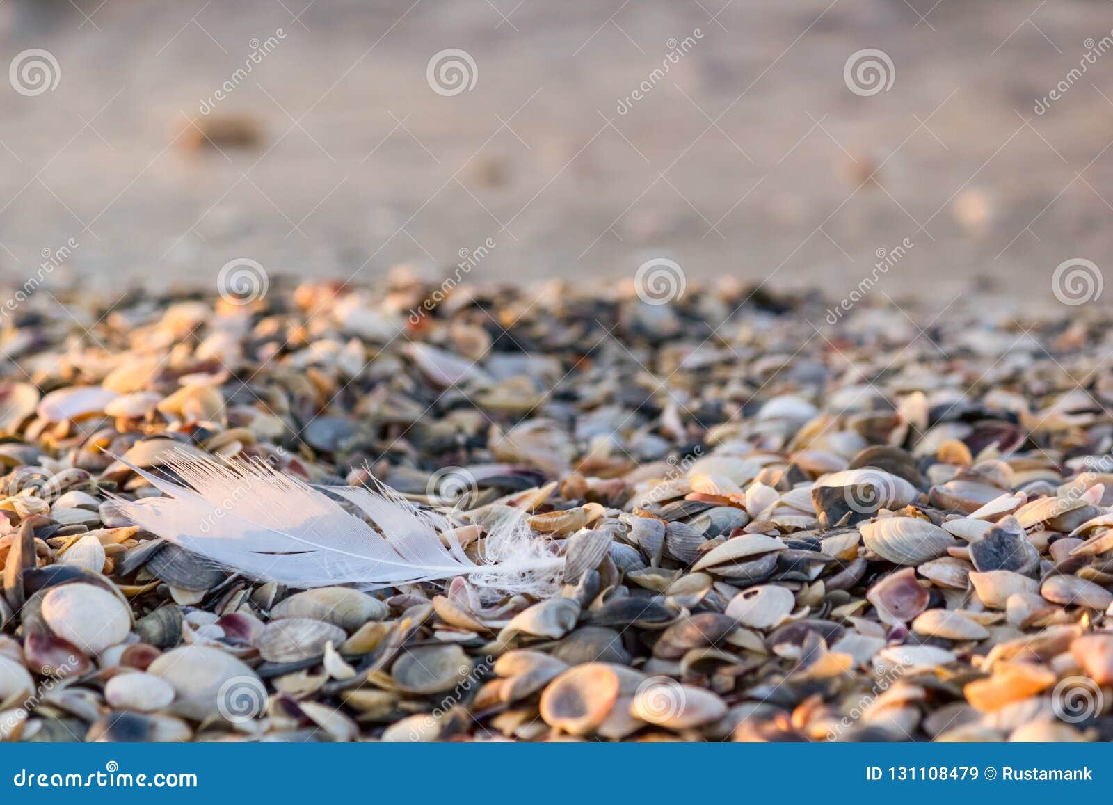 Seagull Feather on the Seashore Which is Covered Shells on the Sand ...