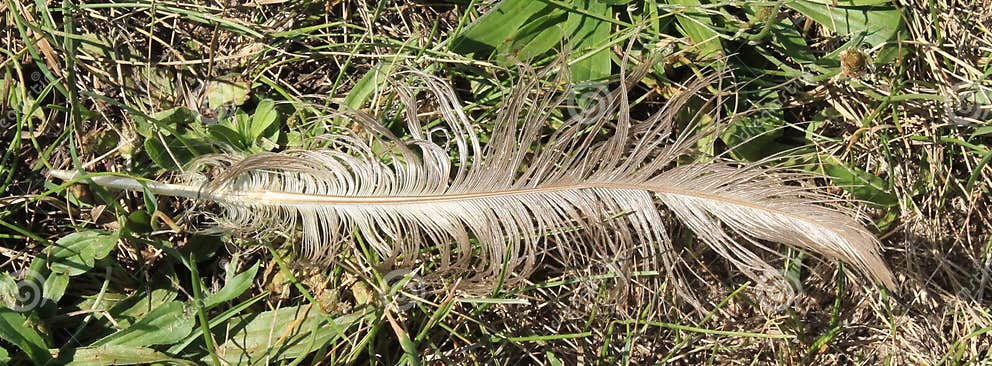 Seagull feather stock photo. Image of bird, silver, seagull - 75233790