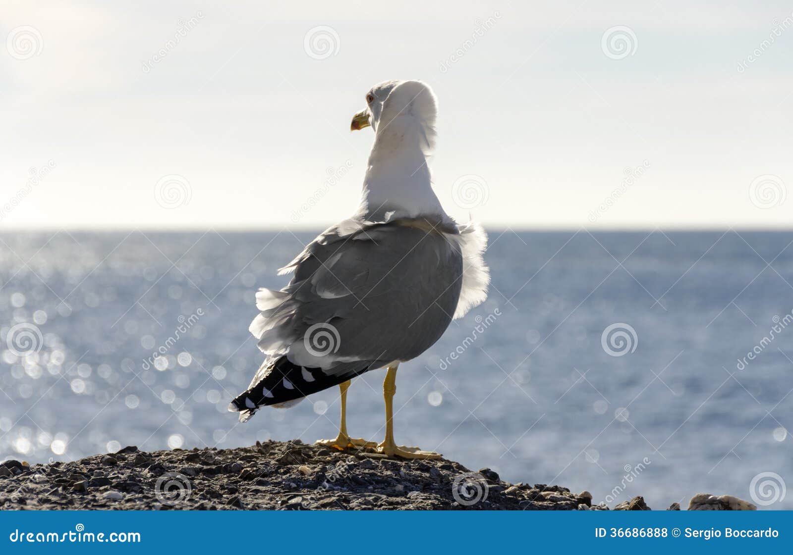 Seagull stock photo. Image of bird, seagull, beak, flight - 36686888