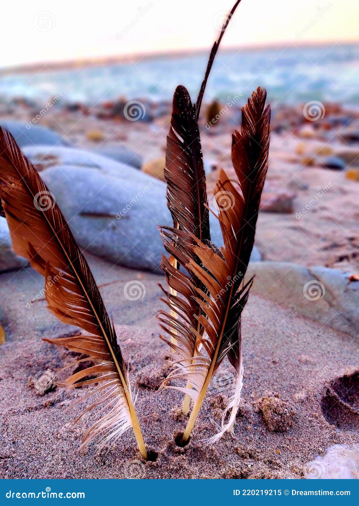 Feathers In The Sand. Minimalist Image Of A Fallen Bird Feather ...