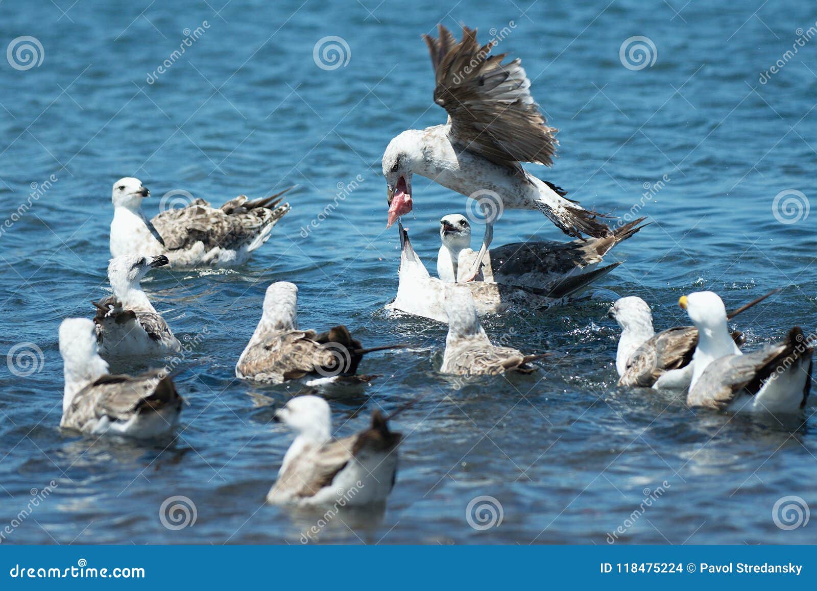 Seagull feed their young stock photo. Image of blue - 118475224