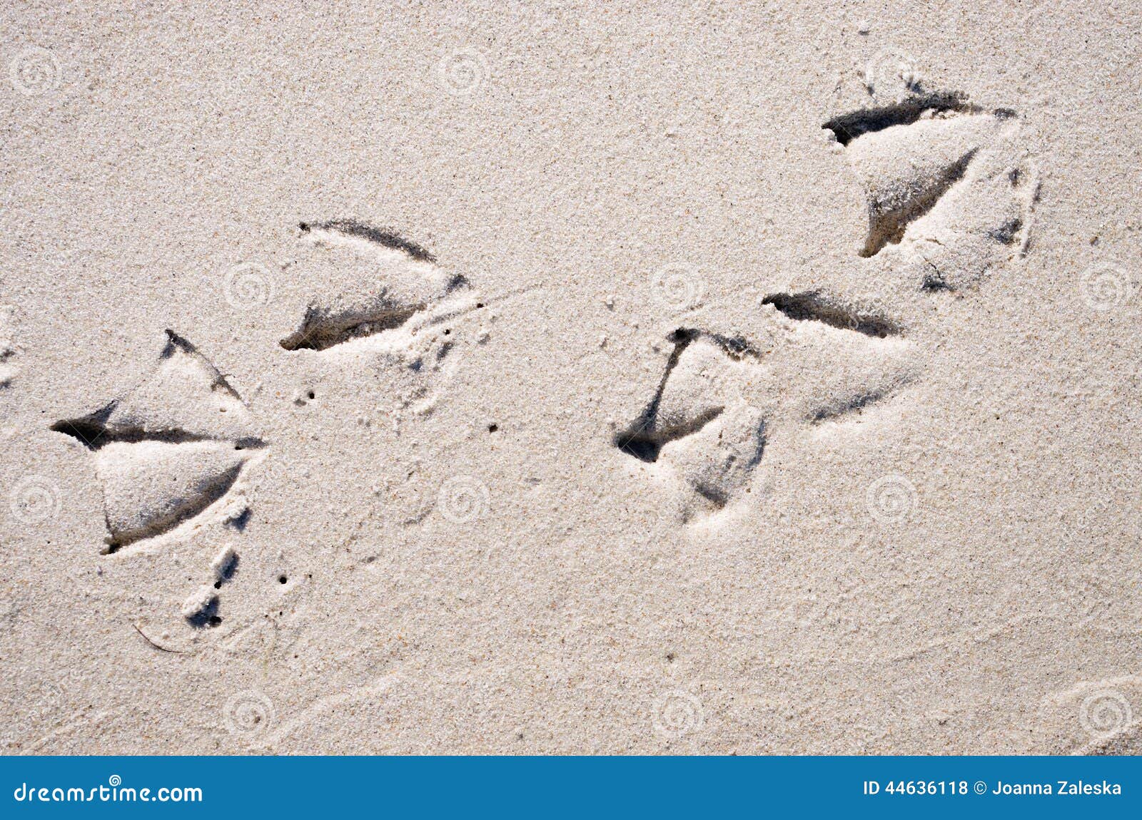 Seagull Feet Prints In The Sand Stock Photo | CartoonDealer.com #44636118