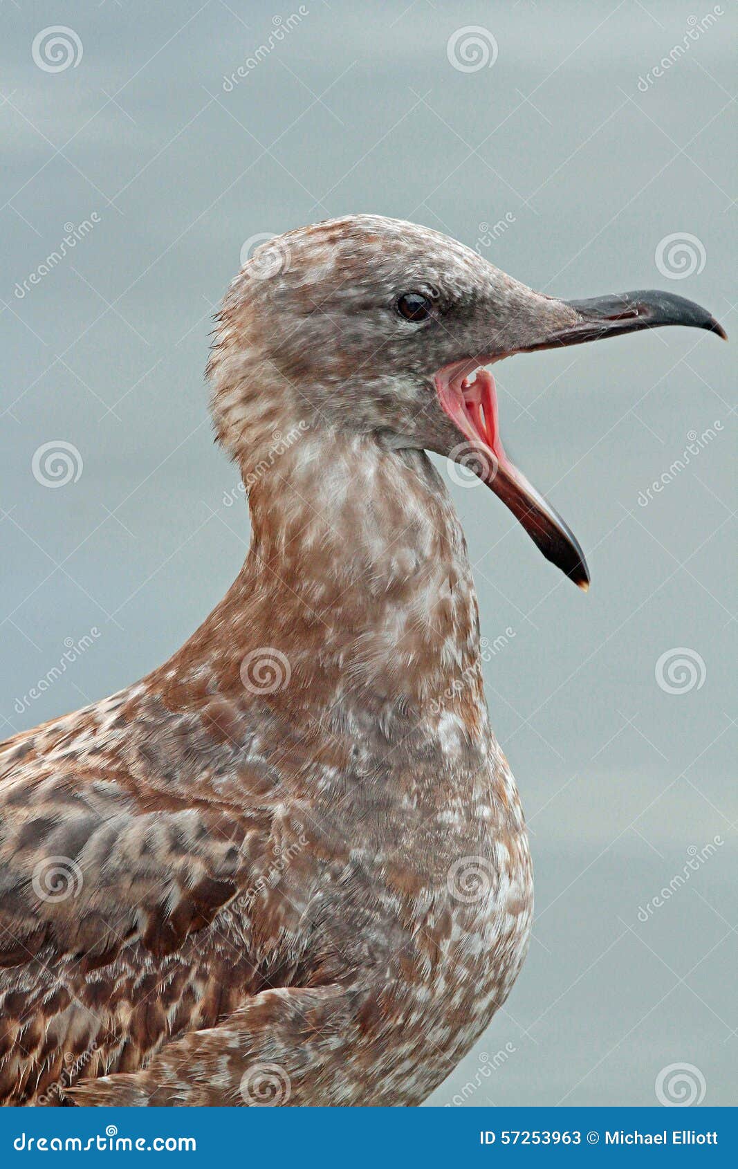 Seagull stock image. Image of orange, female, white, noisy - 57253963