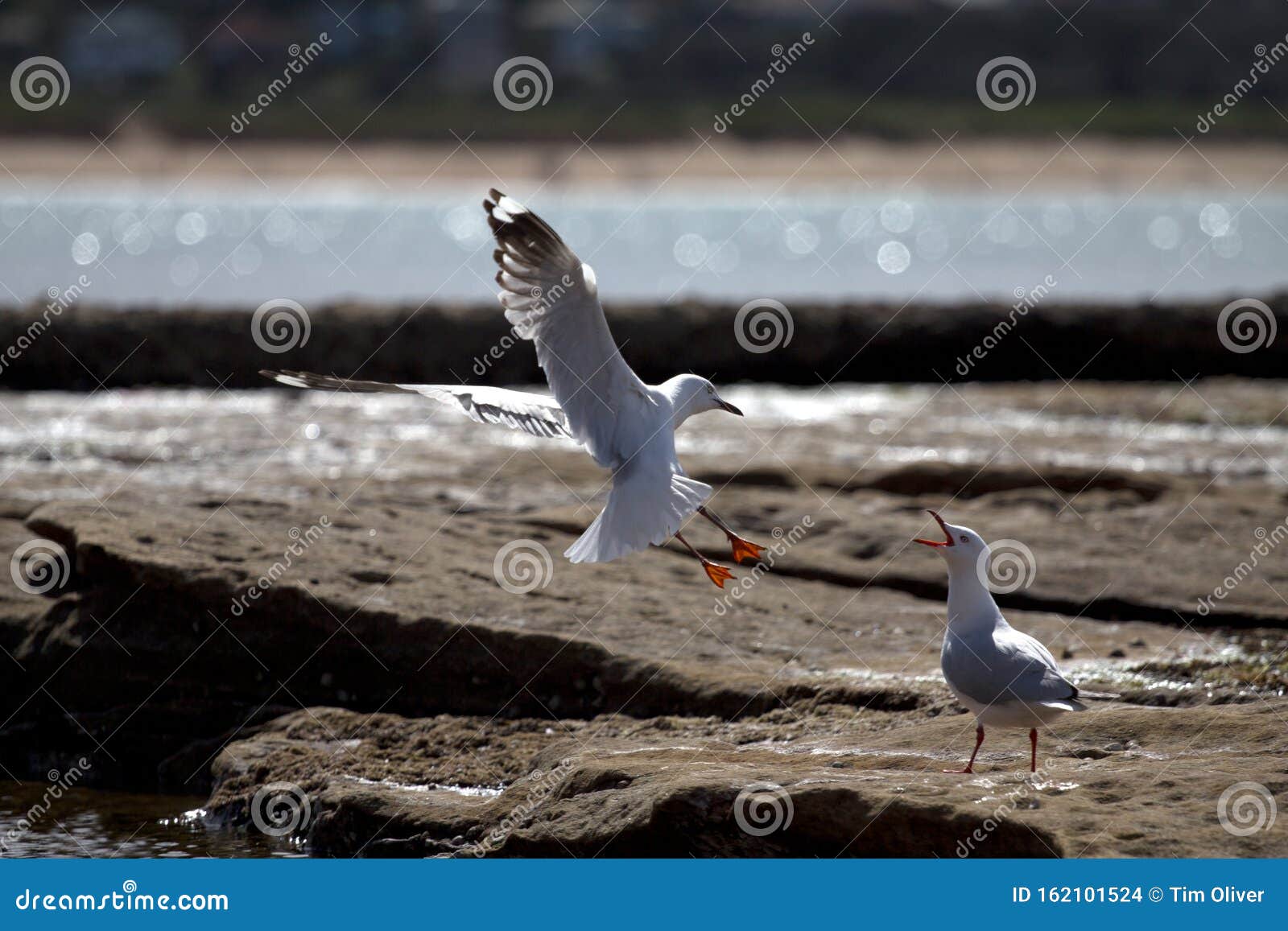 Seagull fight on the beach stock photo. Image of south - 162101524