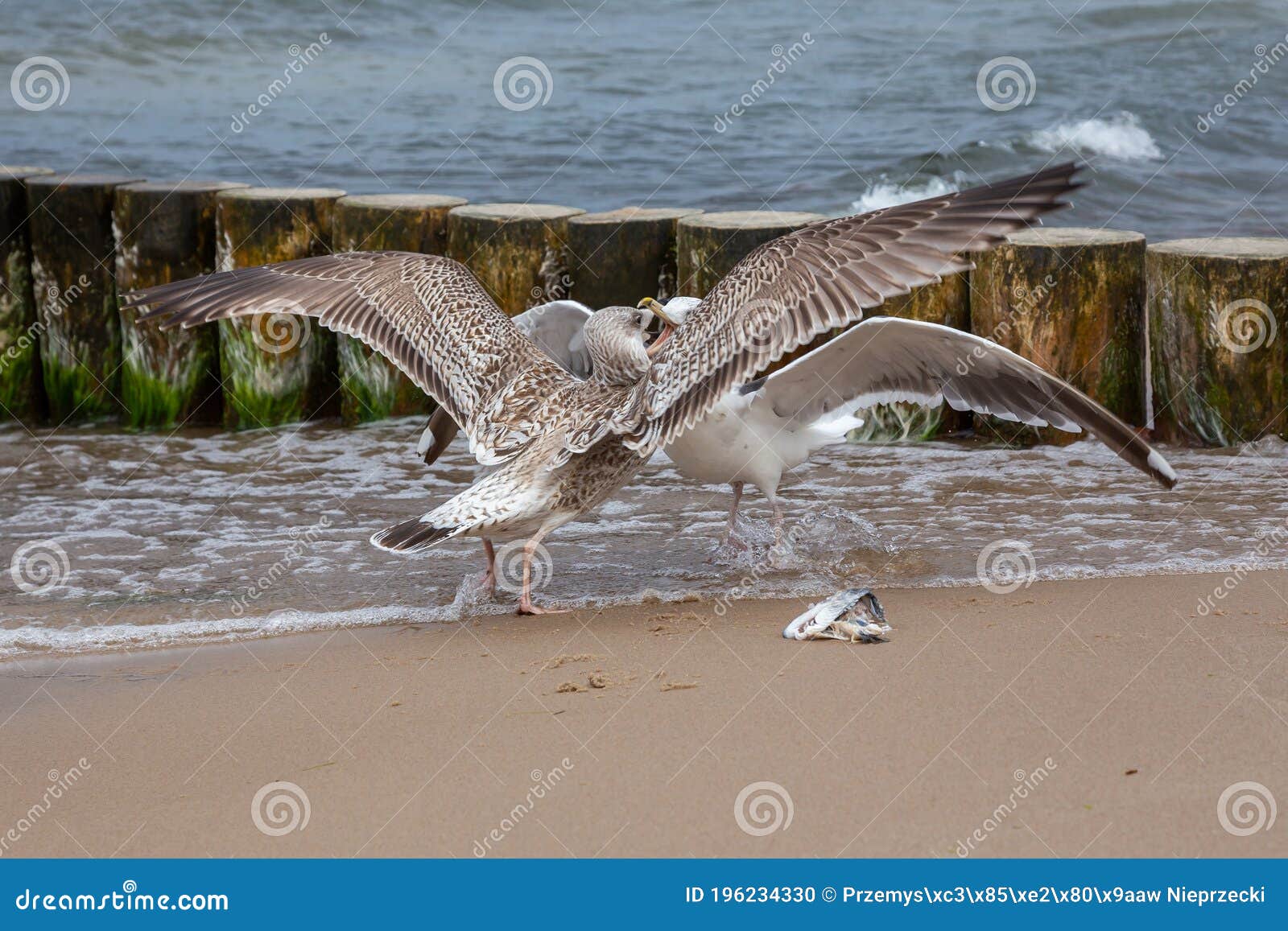 Seagull Fight for Fish Head Stock Photo - Image of blue, view: 196234330