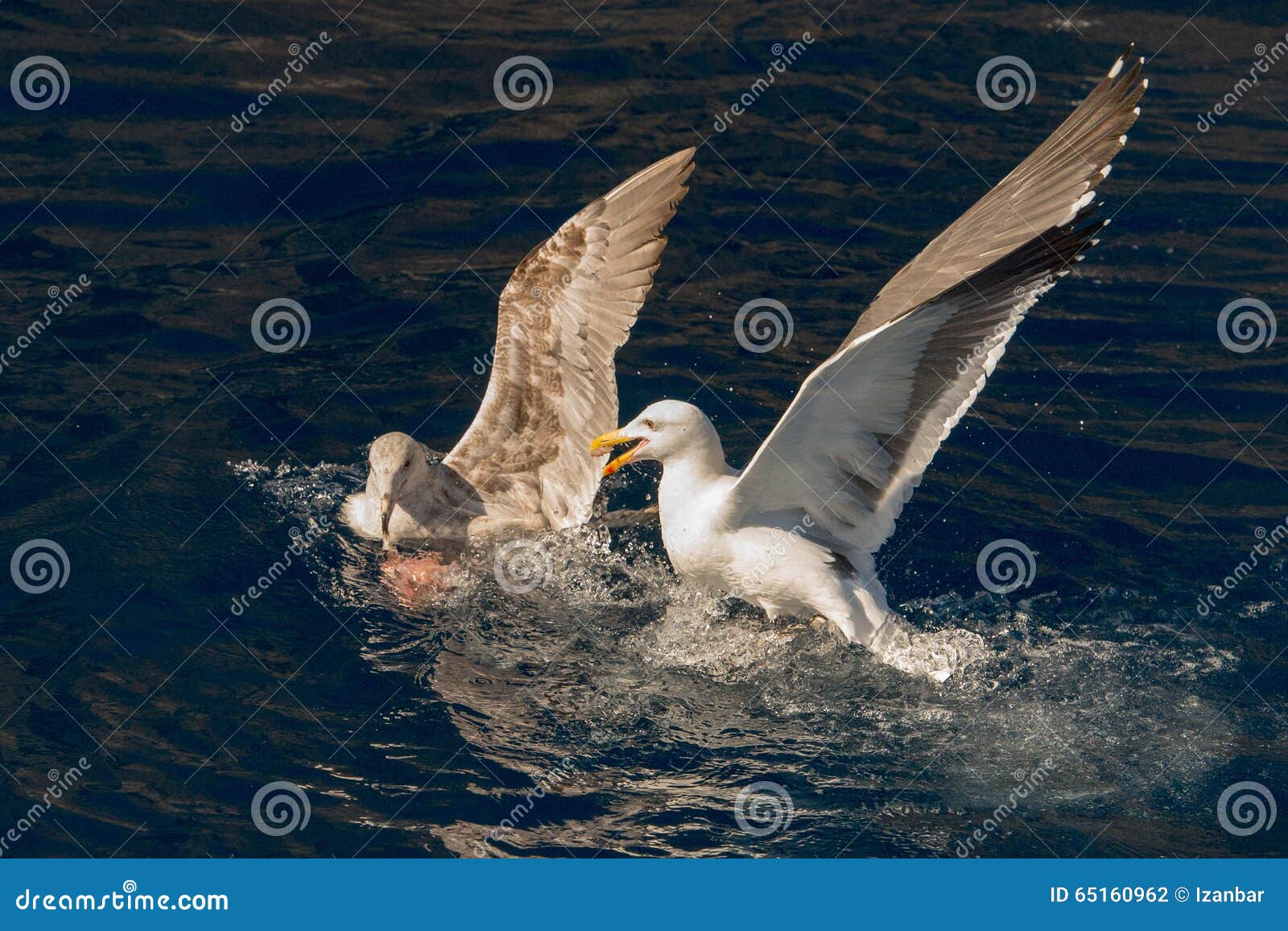 Seagull while Fighting for Food Stock Photo - Image of boat, ocean ...