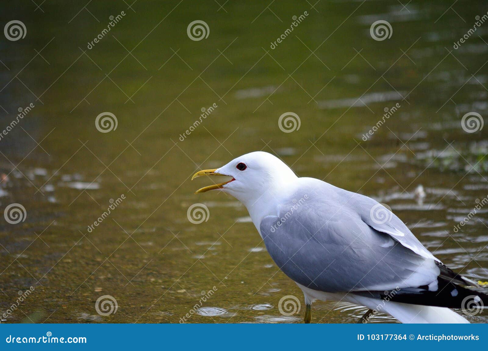Seagull Fighting and Screaming Stock Photo - Image of feather, scene ...