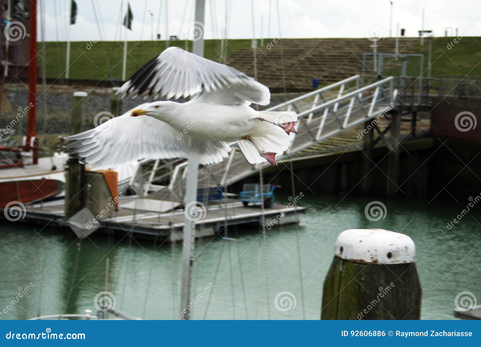 Seagull stock photo. Image of white, harbour, harbor - 92606886