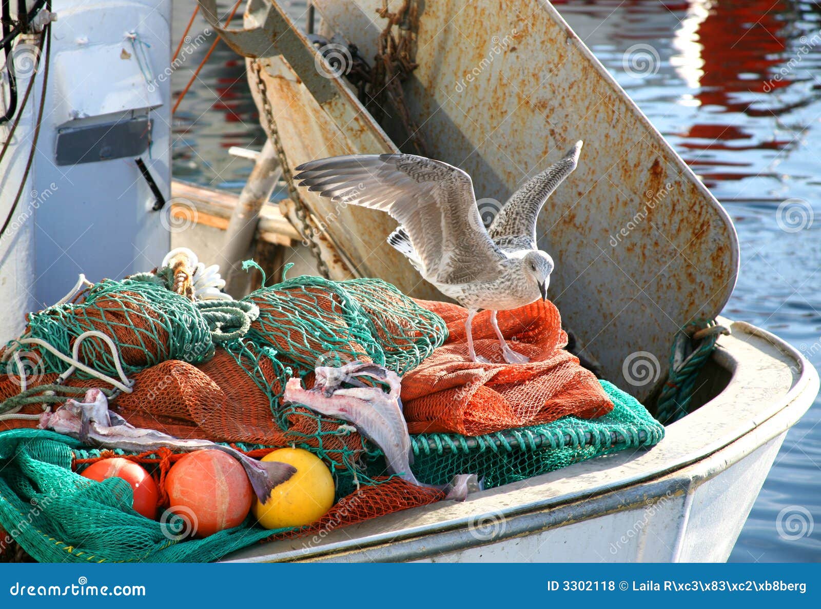 Seagull finds fish stock photo. Image of bird, work, buoys - 3302118