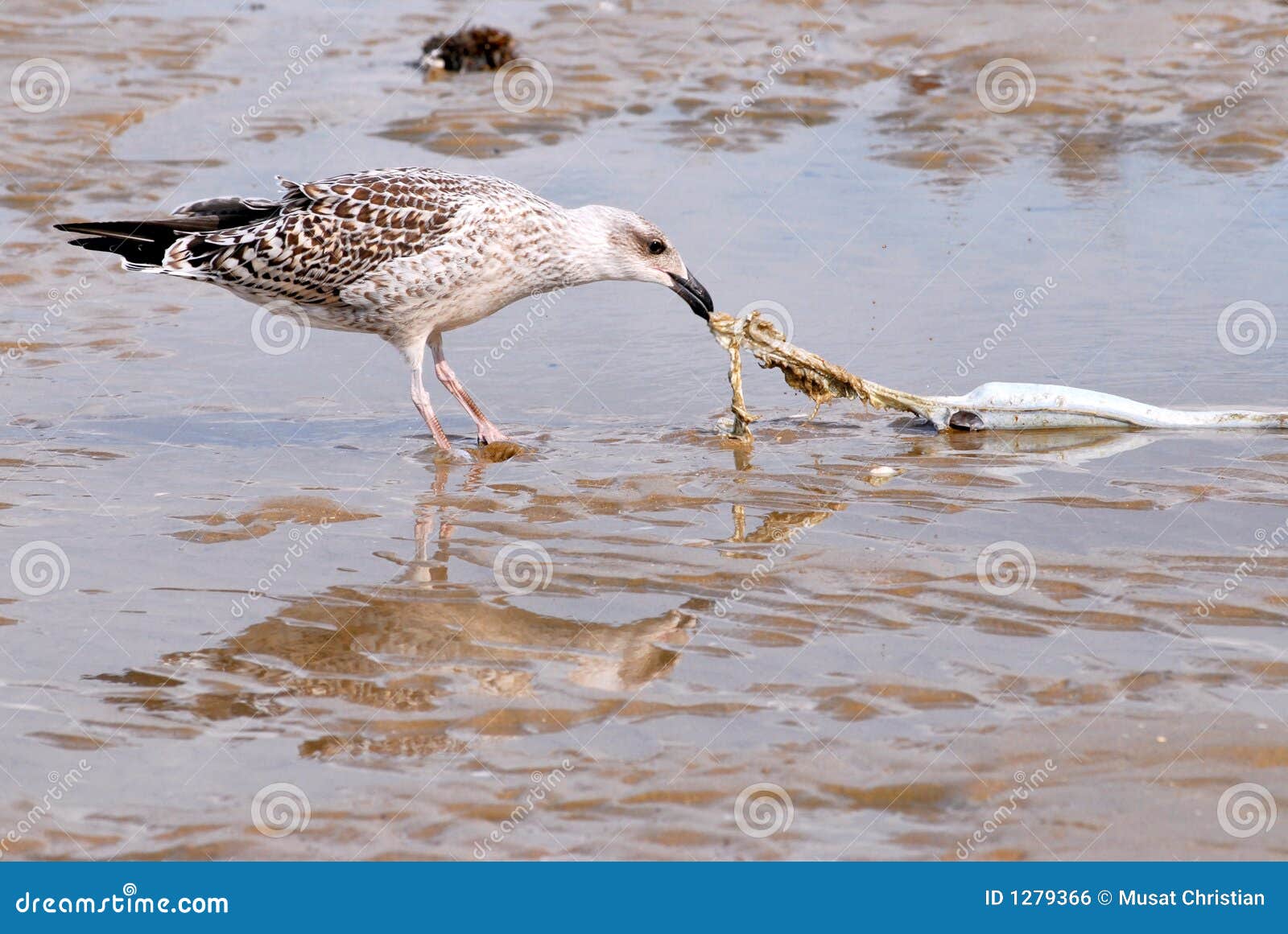 Seagull and fish stock photo. Image of gull, seagull, sand - 1279366