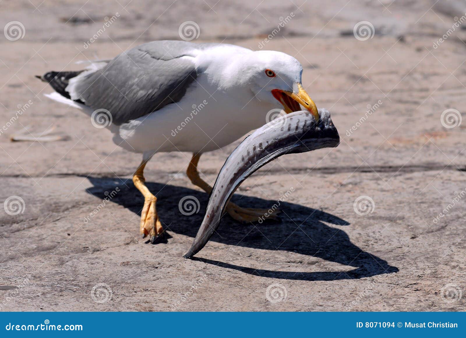 894 Seagull Eating Fish Photos - Free & Royalty-Free Stock Photos from ...