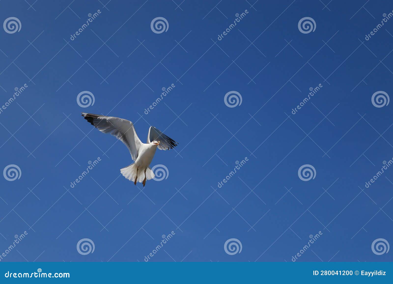 Seagull with Fish in Its Mouth Stock Photo - Image of eagle, flock ...