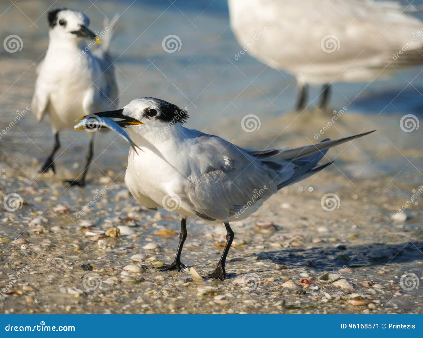 Seagull with Fish by Sea on Beach Stock Image - Image of catching ...