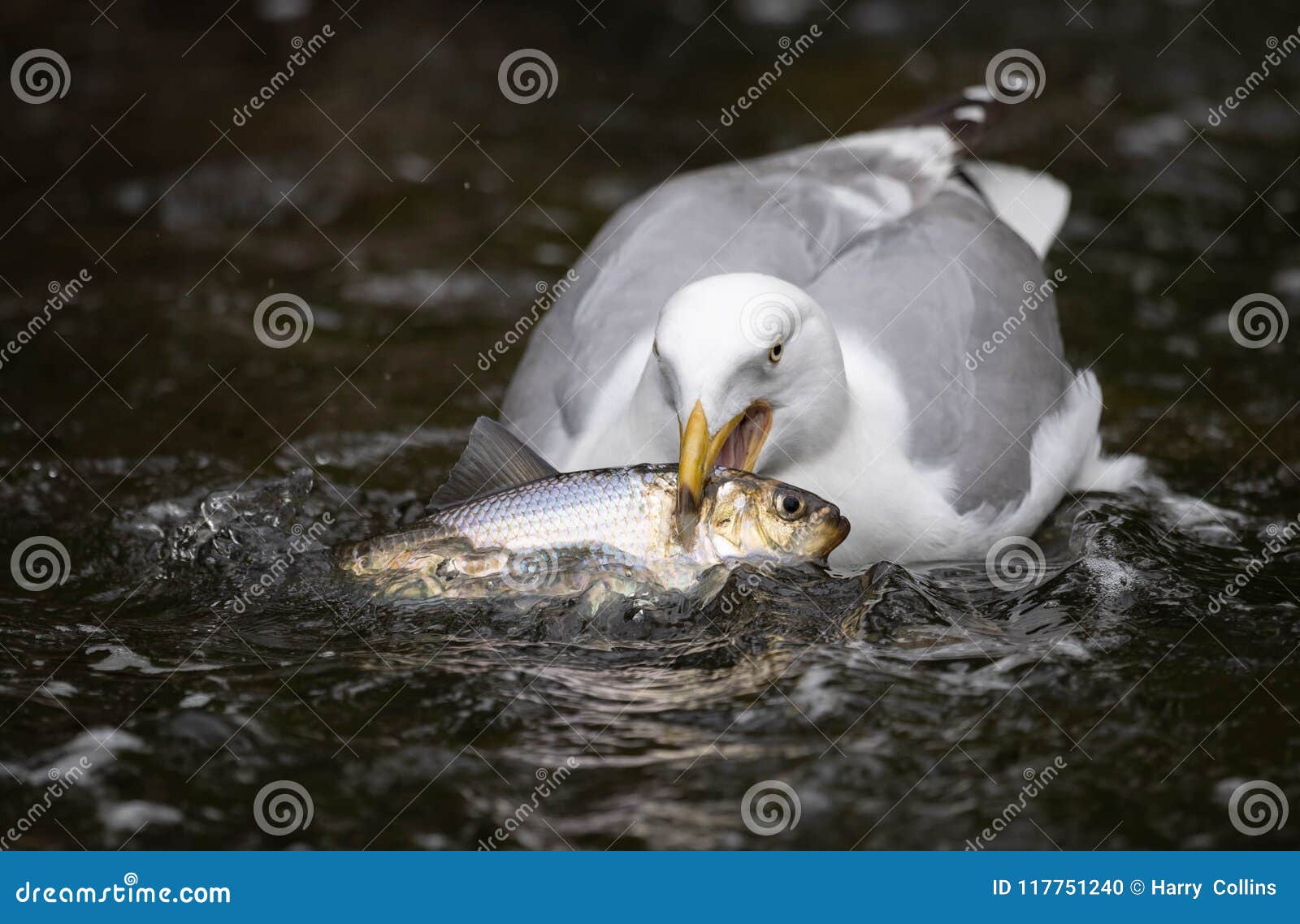 Seagull with a fish stock photo. Image of maine, flying - 117751240