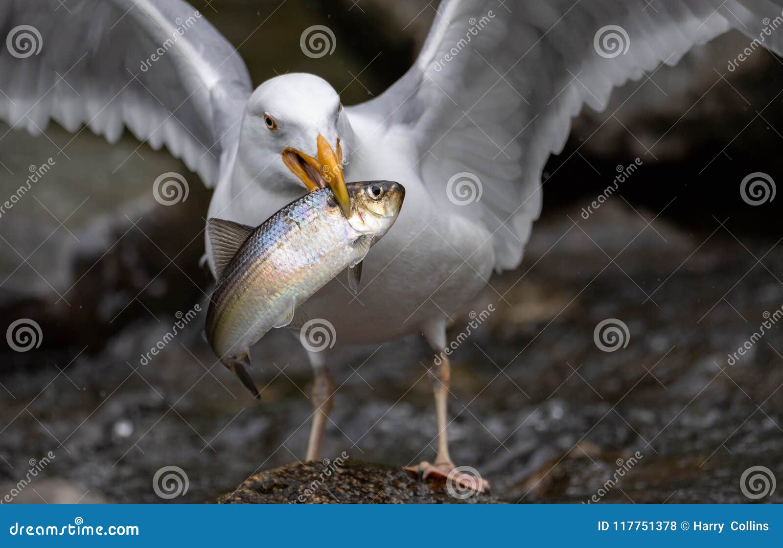 Seagull with a fish stock photo. Image of florida, blue - 117751378