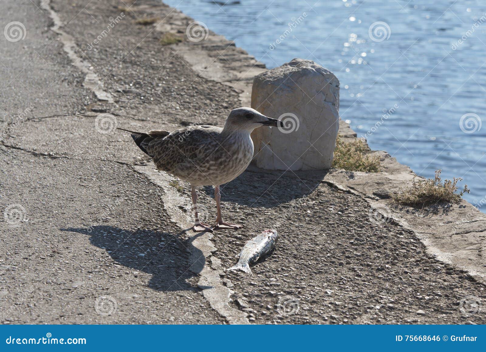 Seagull with a fish stock photo. Image of beach, eating - 75668646