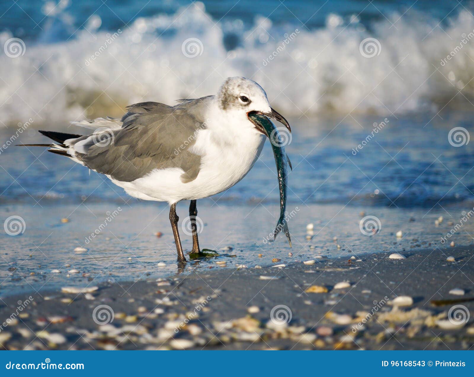 Seagull with Fish by Waves on Beach Stock Image - Image of animals ...