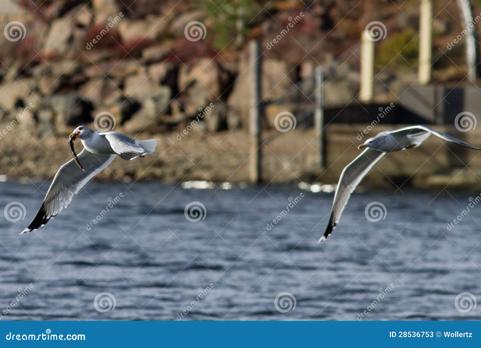Seagull fishing stock image. Image of hovering, laridae - 28536753