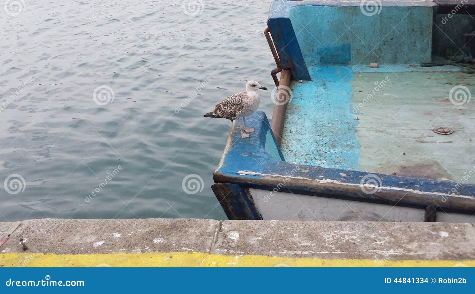 Seagull stock photo. Image of seagull, bird, fishing - 44841334