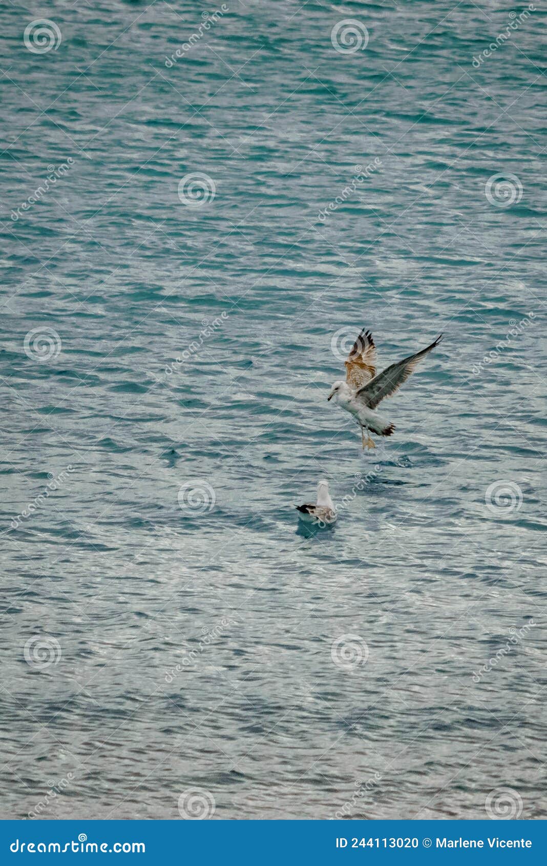 Seagull Fishing on the Shore of the Beach Stock Photo - Image of catch ...