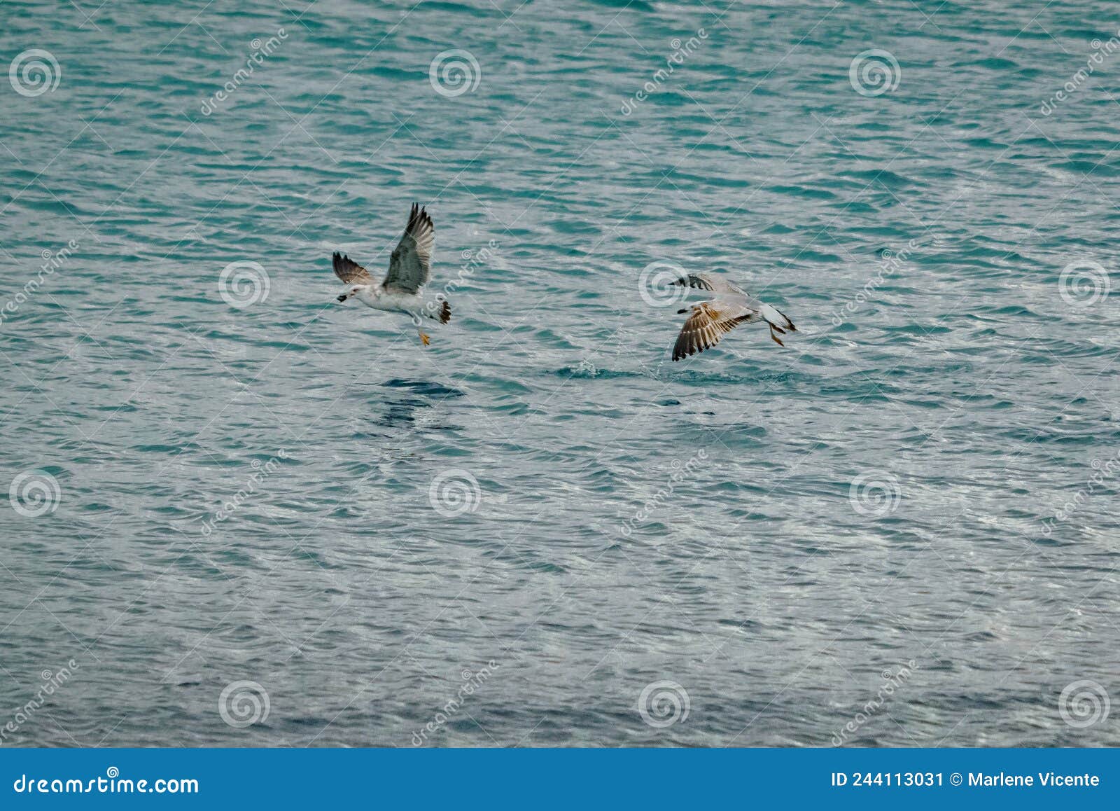 Seagull Fishing on the Shore of the Beach Stock Image - Image of blue ...