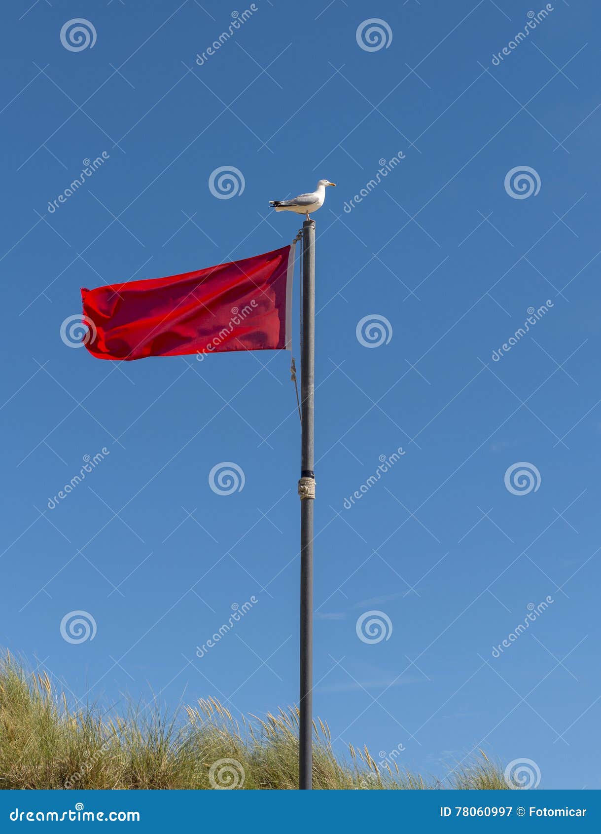 Seagull on Flagpole stock image. Image of pole, flag - 78060997