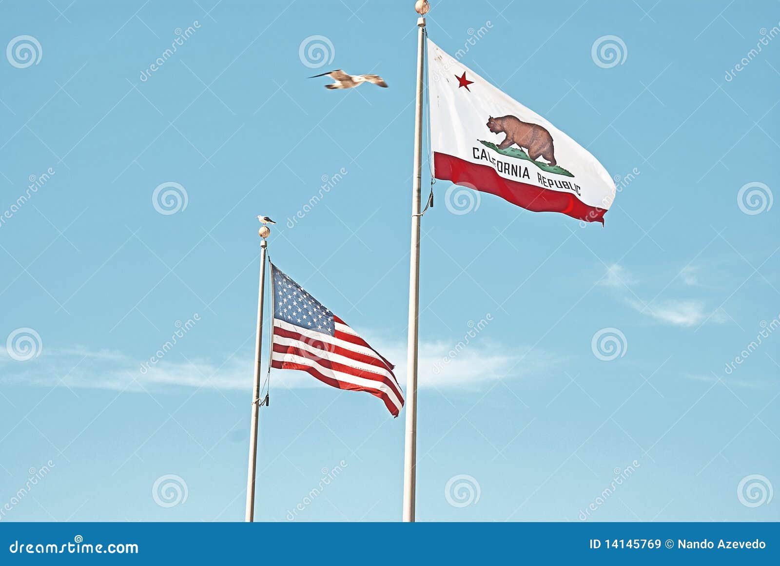 The seagull and the flags stock image. Image of blue - 14145769