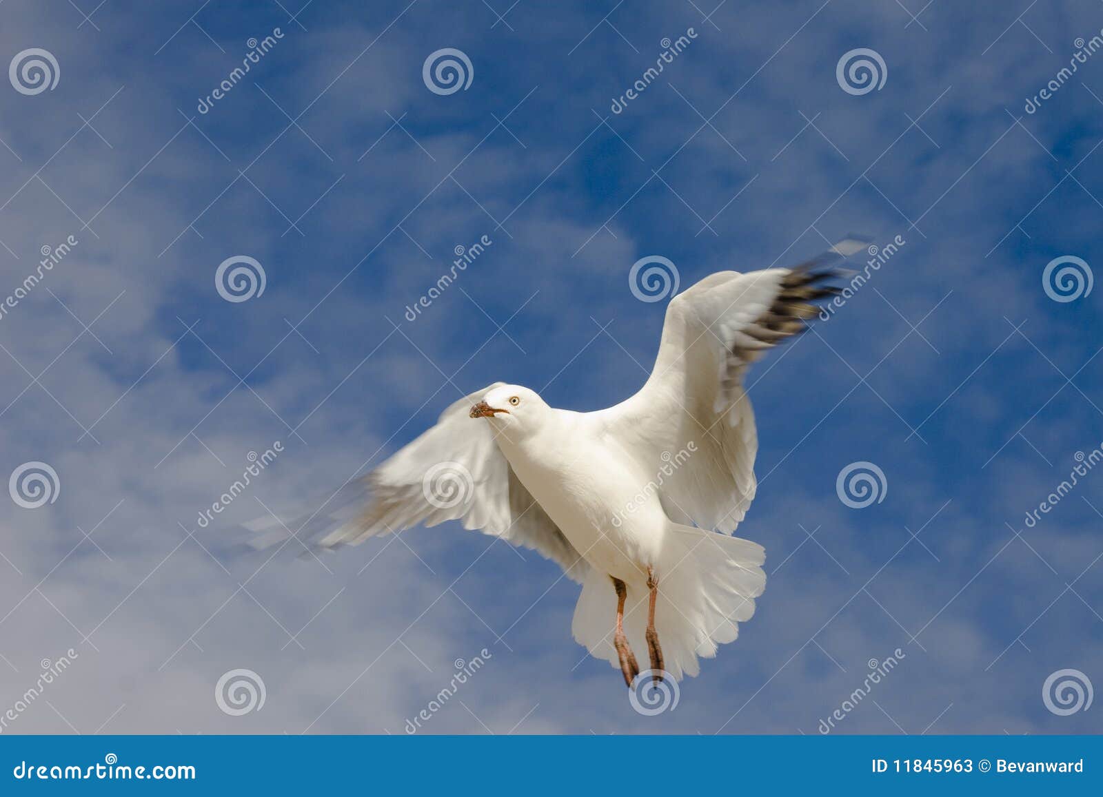 Seagull flapping stock image. Image of animal, perth - 11845963