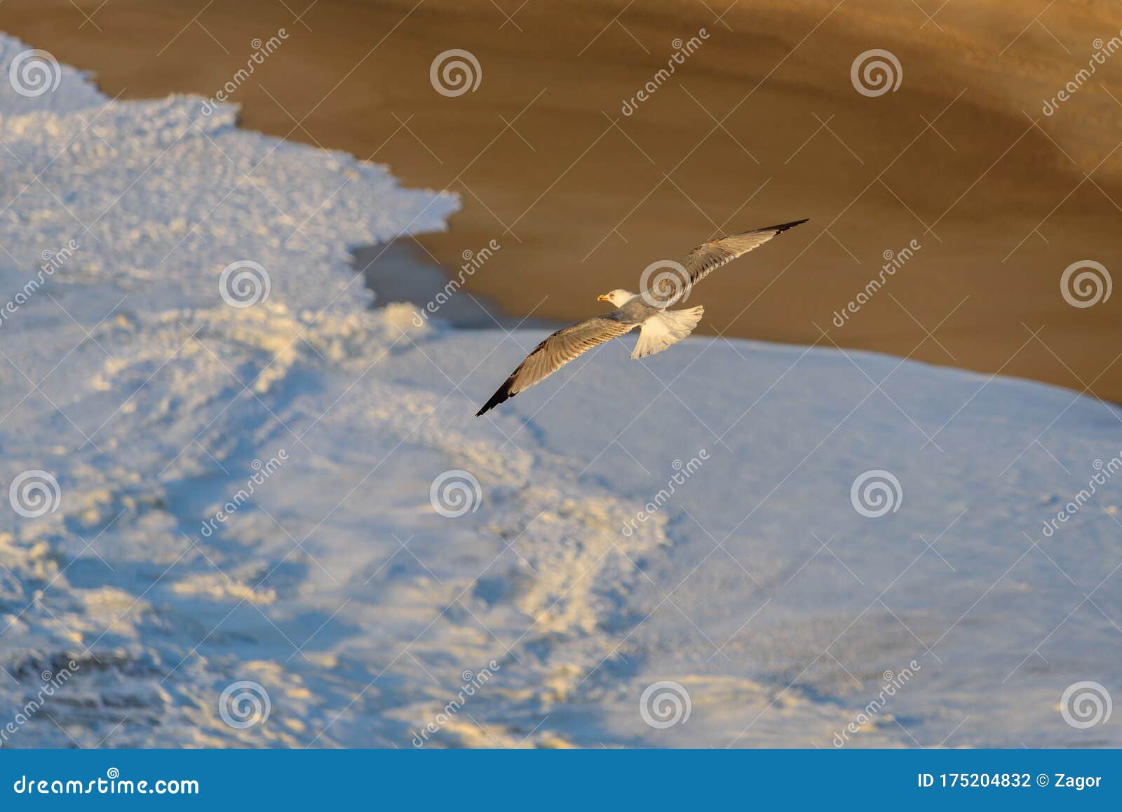 Seagull Flies Over the Waves Stock Photo - Image of portugal, flies ...