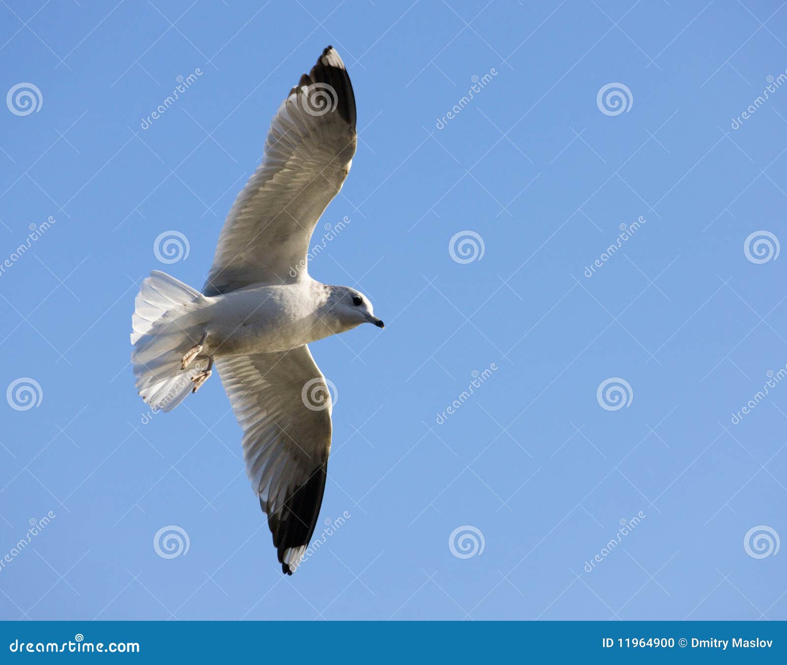 Seagull in flight stock photo. Image of flight, freedom - 11964900