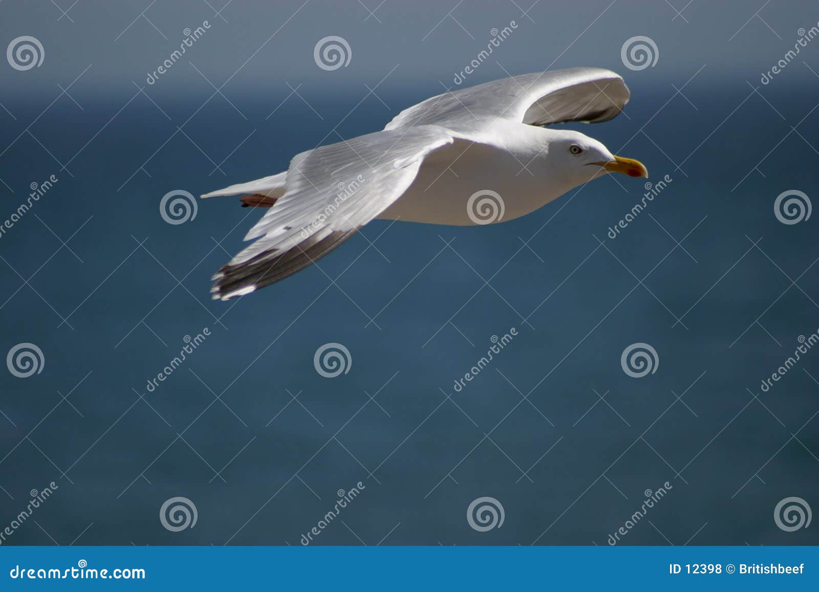 Seagull in flight stock photo. Image of coastal, seaside - 12398