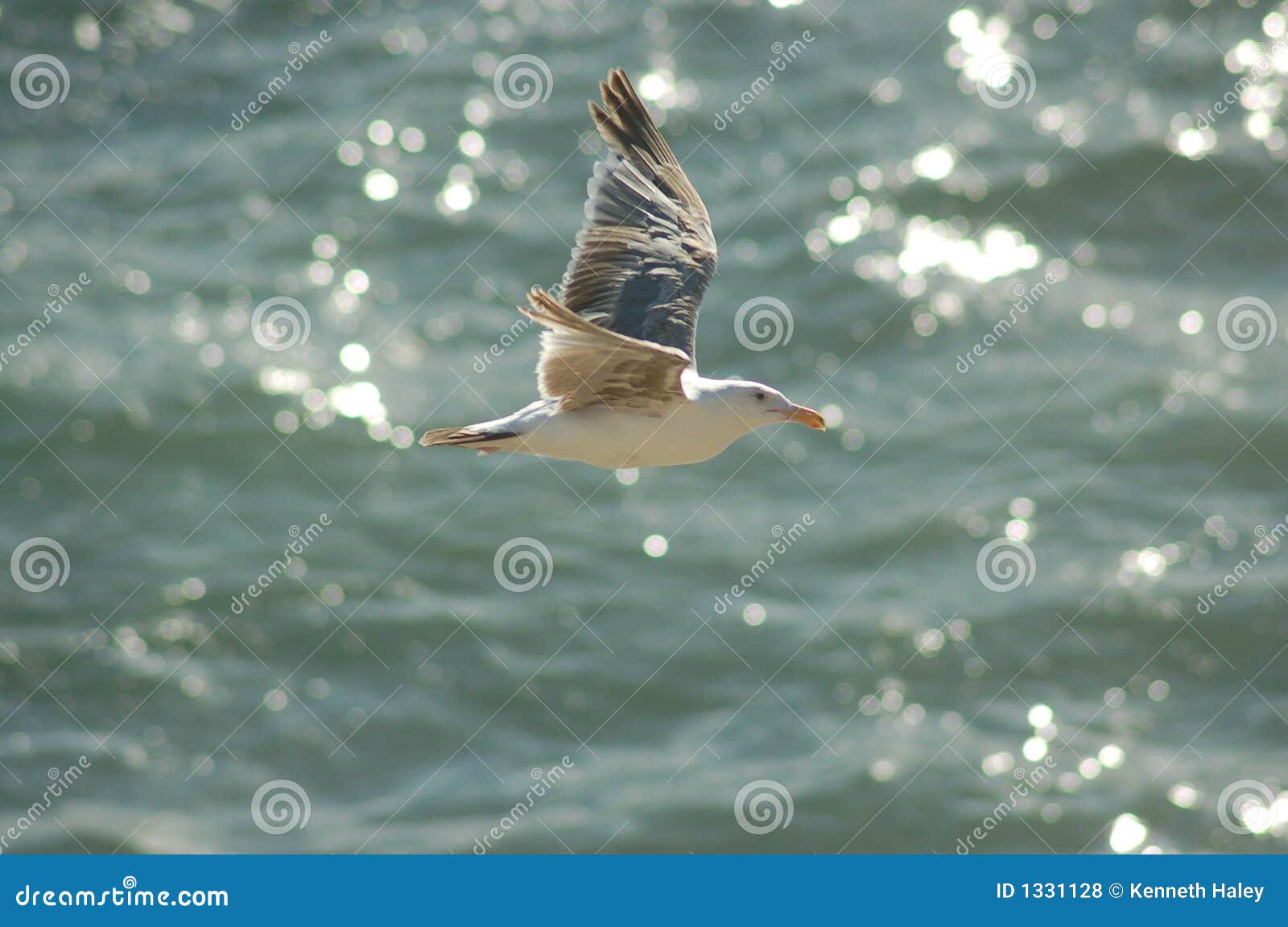 Seagull in Flight stock photo. Image of surf, bird, coast - 1331128