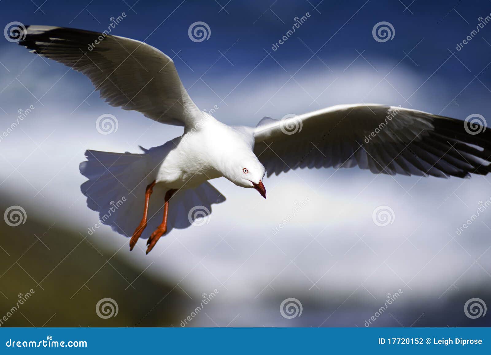 Seagull in flight stock photo. Image of freedom, spread - 17720152