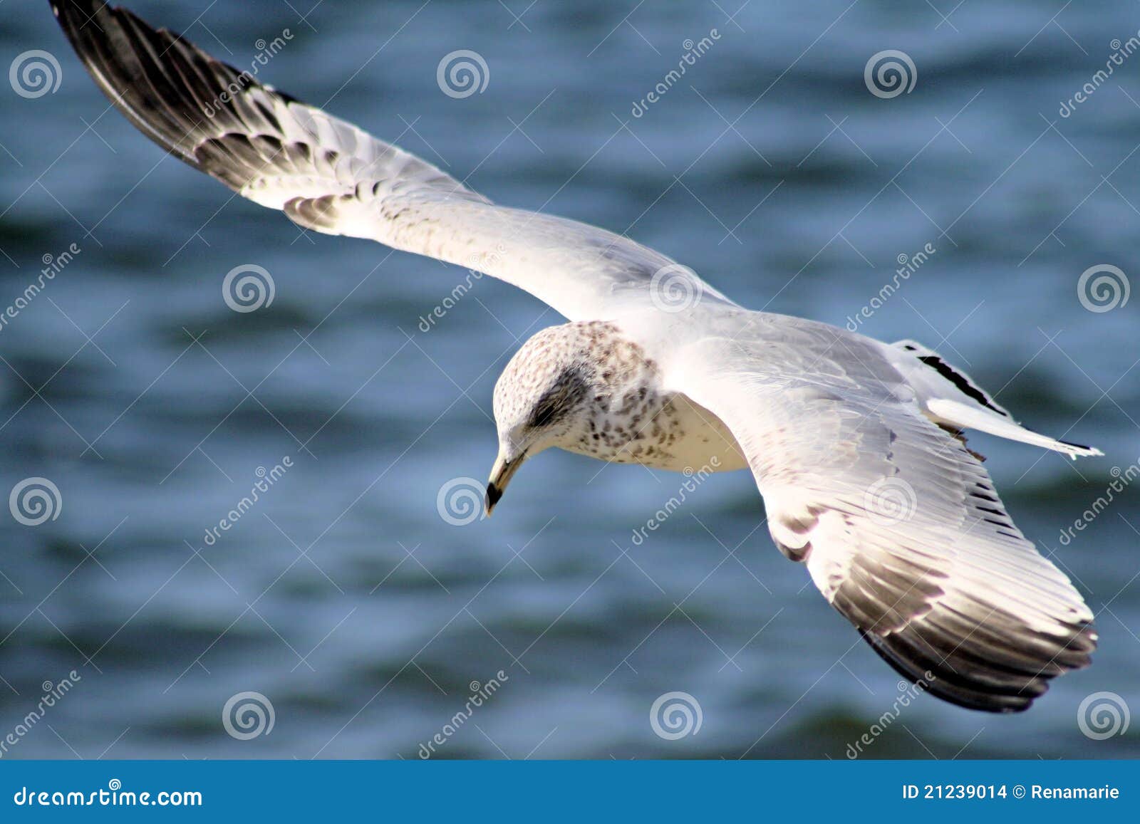 Seagull in Flight stock photo. Image of flight, flying - 21239014