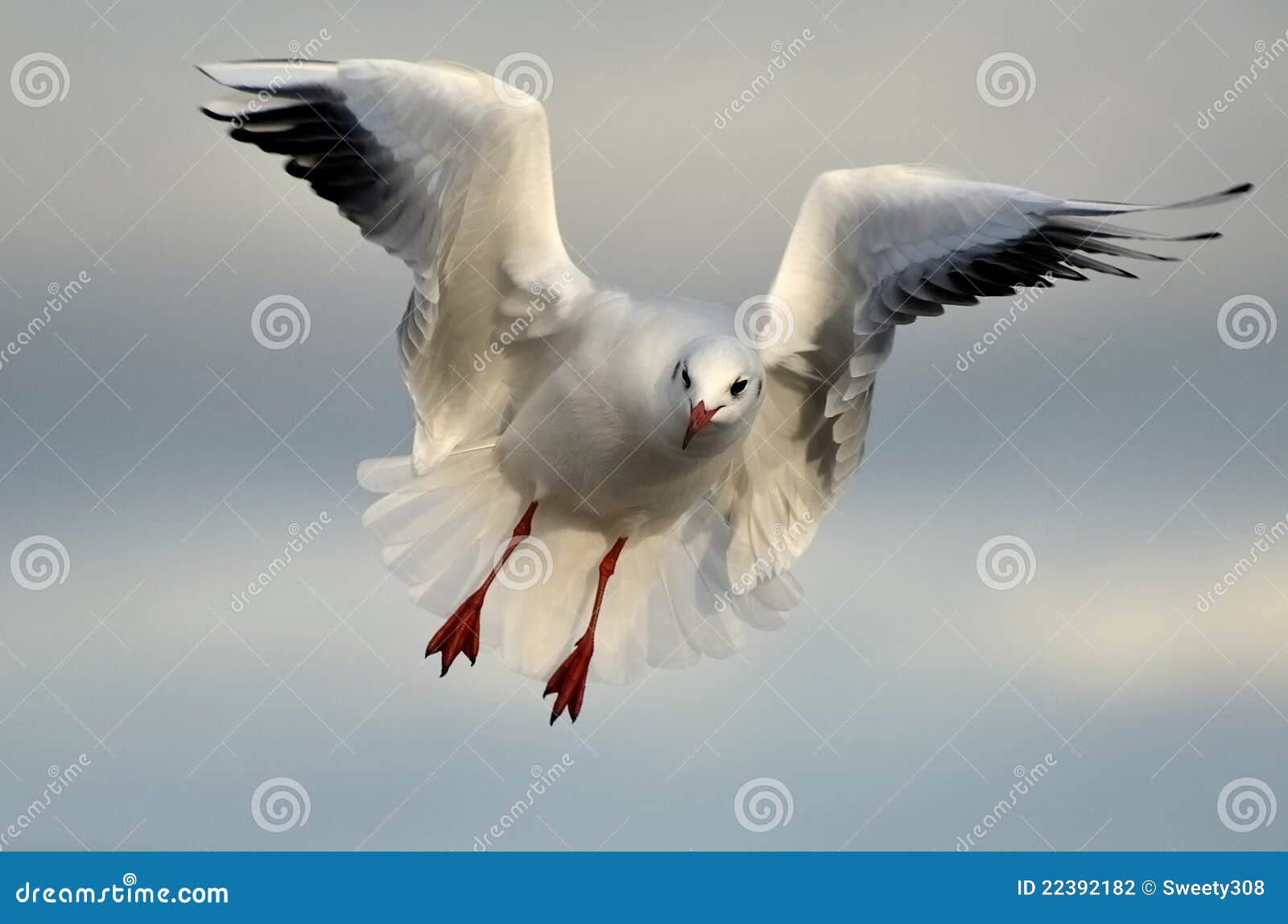 Seagull in flight stock photo. Image of clouds, wild - 22392182