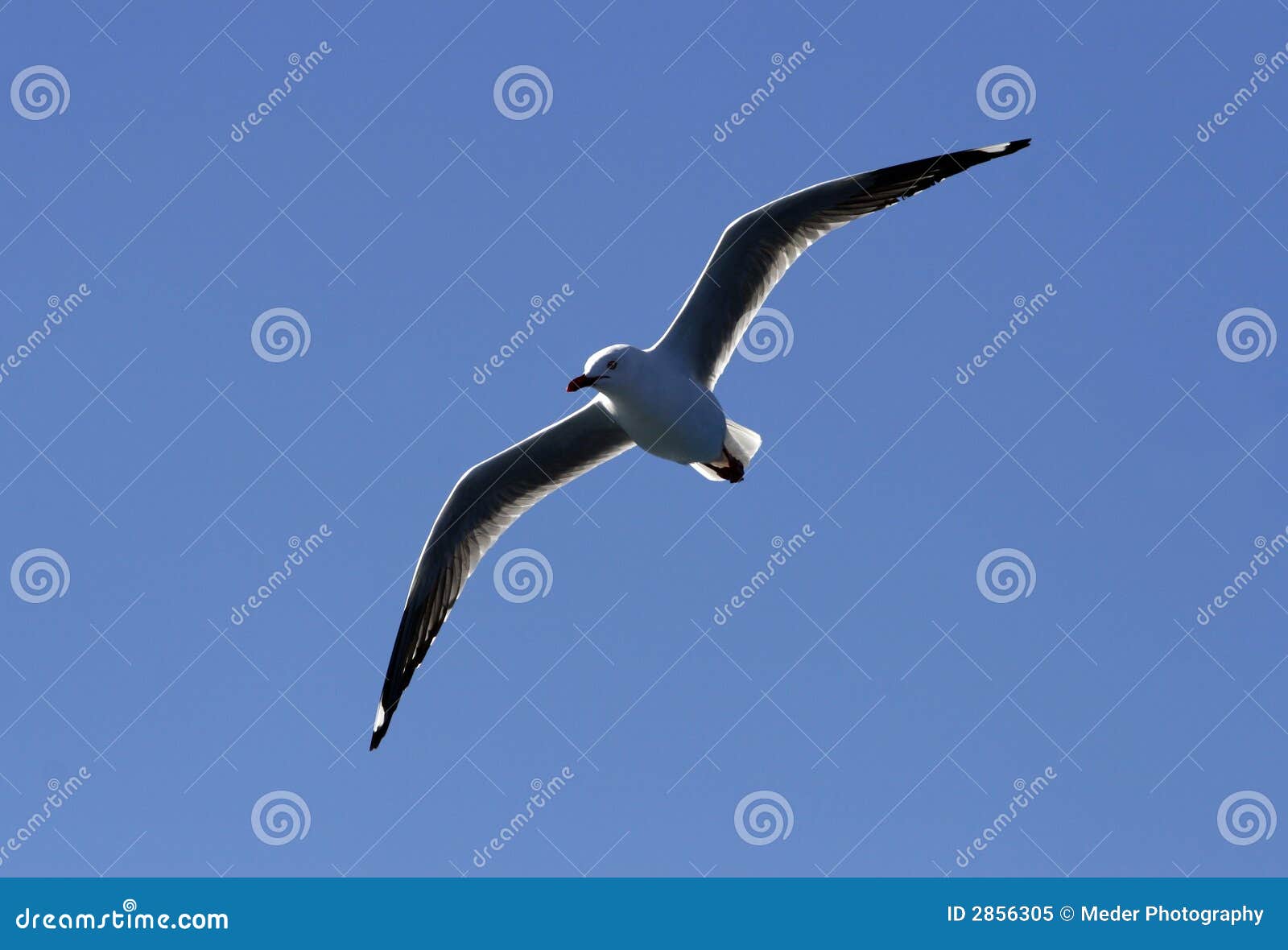 Seagull in flight stock image. Image of nautical, animal - 2856305