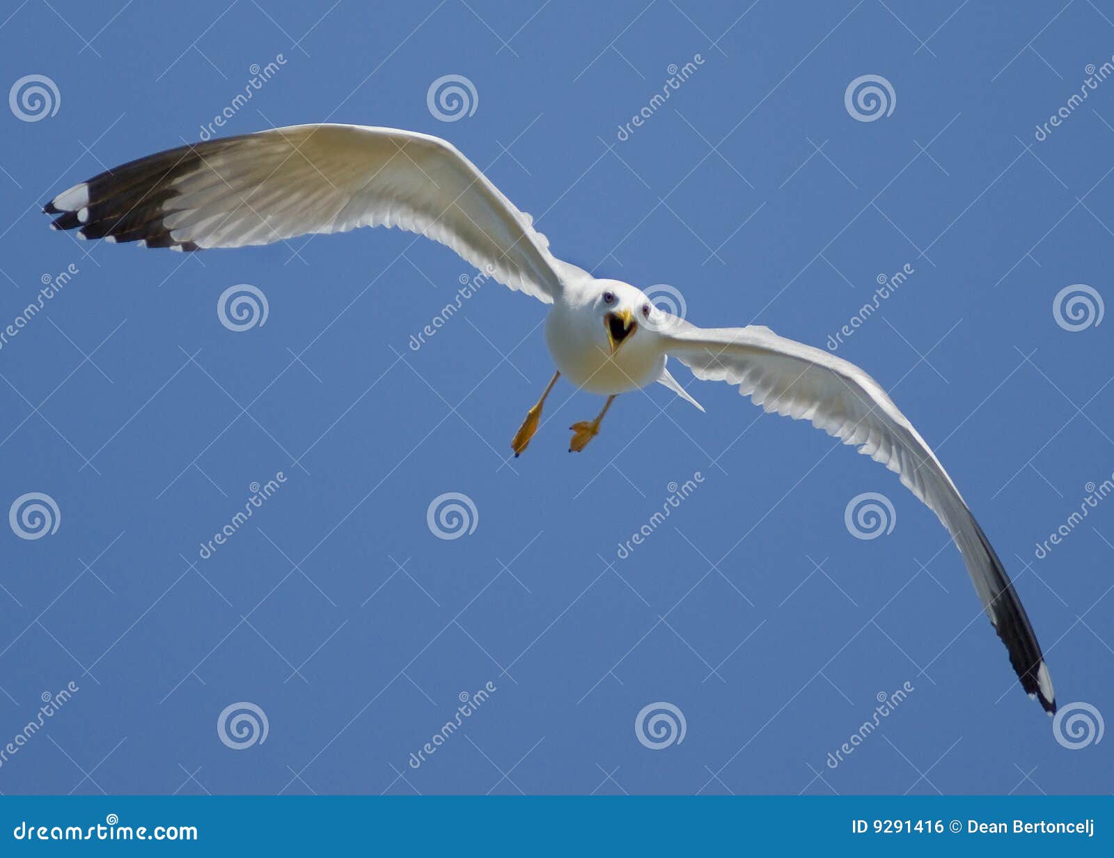 Seagull in flight stock photo. Image of spread, wings - 9291416