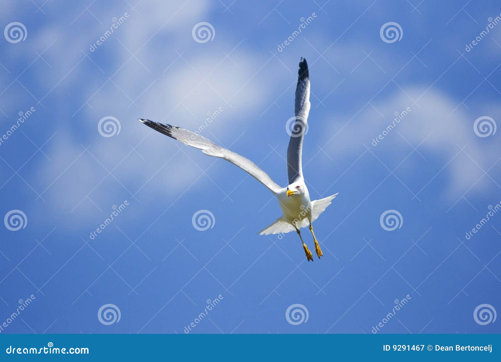 Seagull in flight stock image. Image of white, spread - 9291467