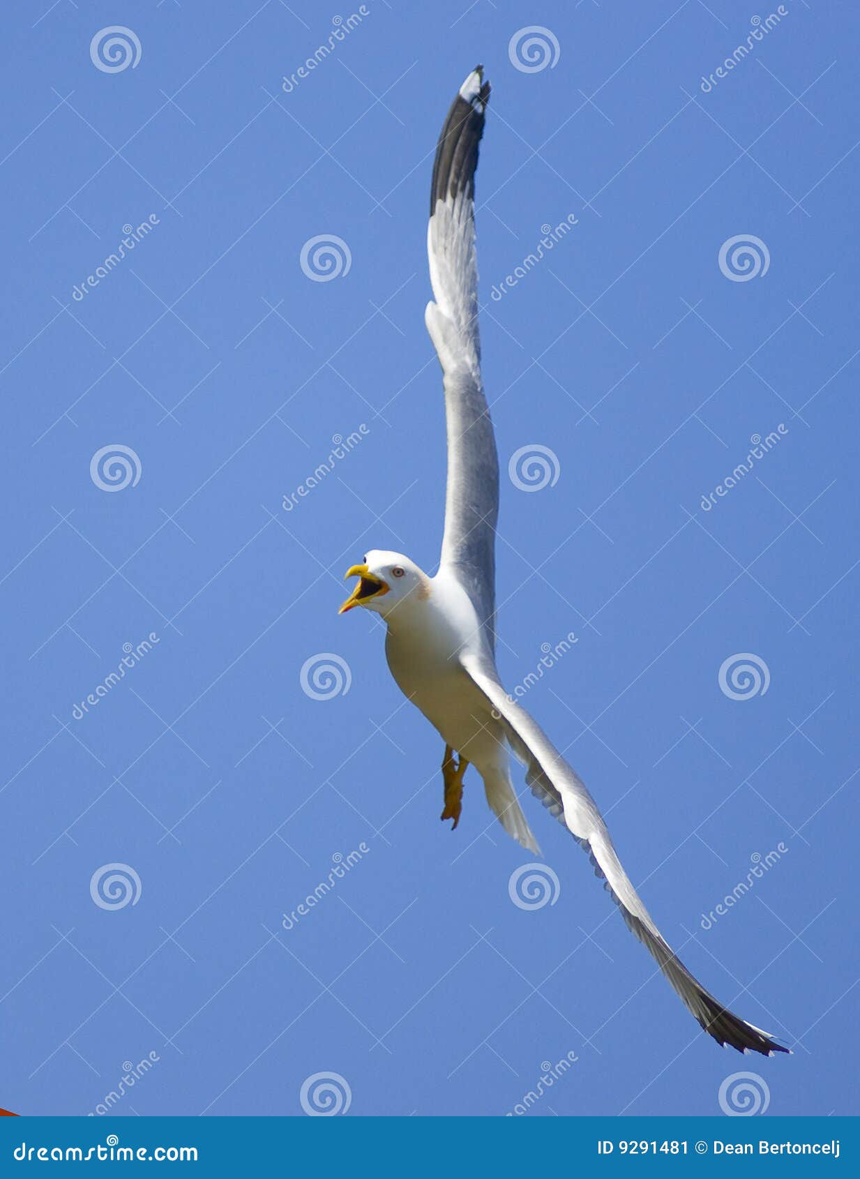 Seagull in flight stock image. Image of screem, wings - 9291481